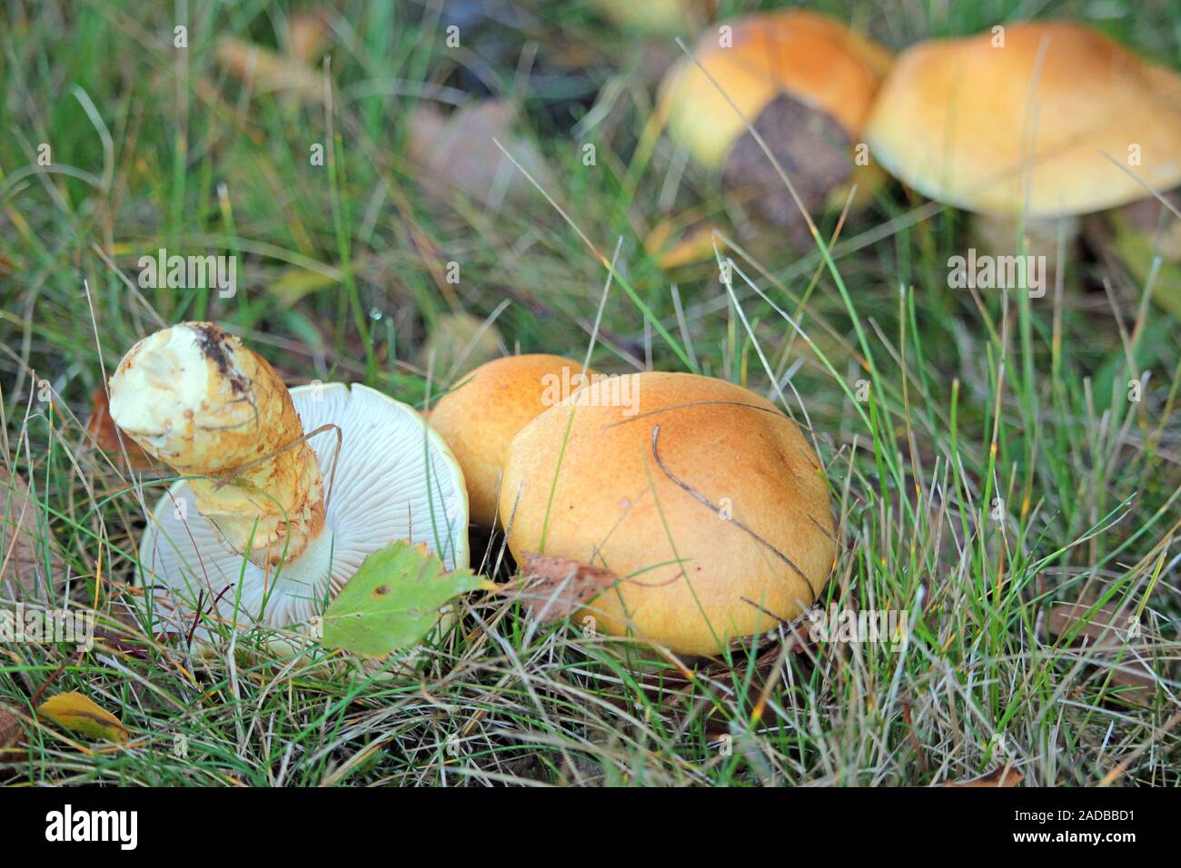 Yellow slime hi-res stock photography and images - Alamy