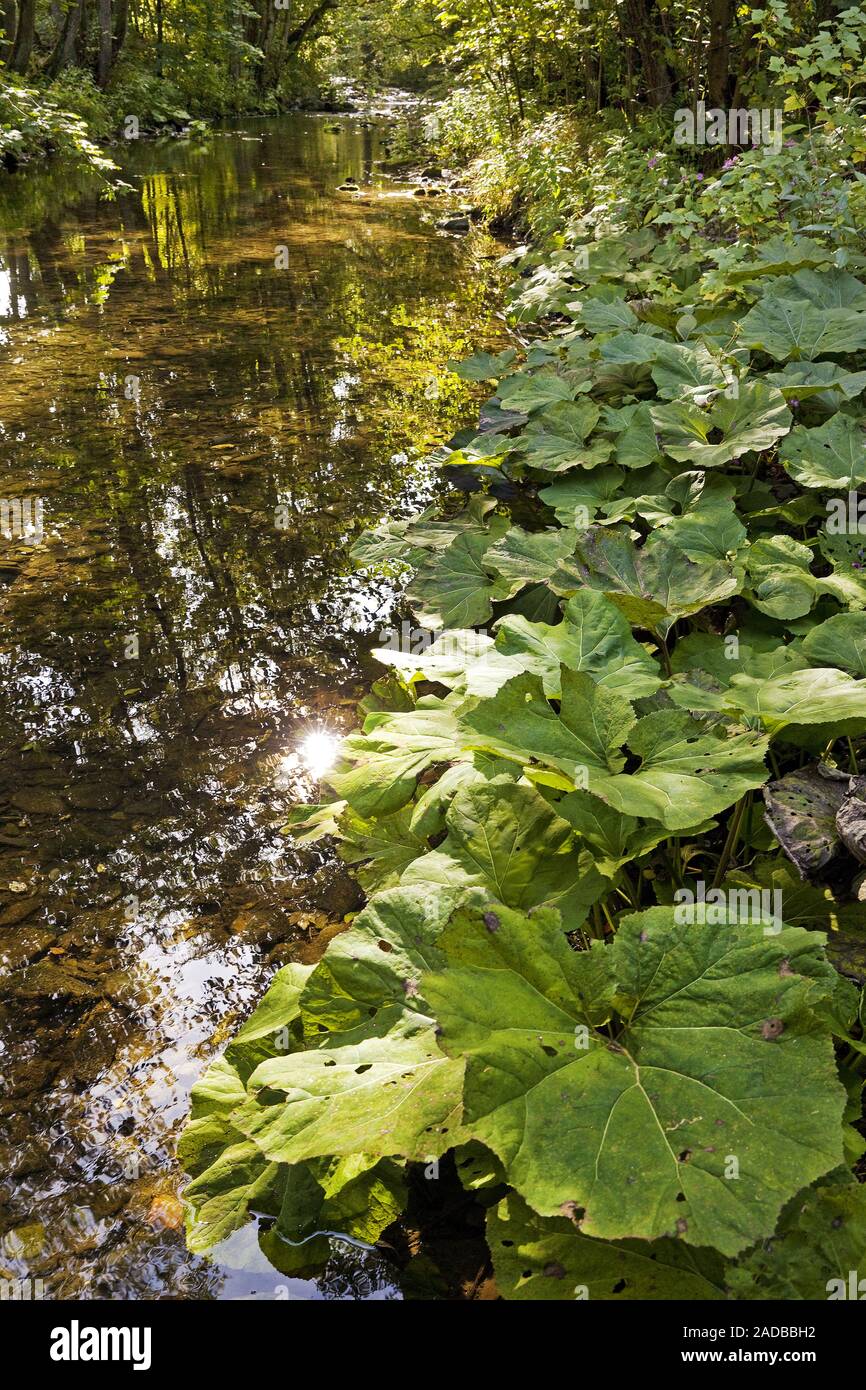 Petasites Hybridus High Resolution Stock Photography and Images - Alamy