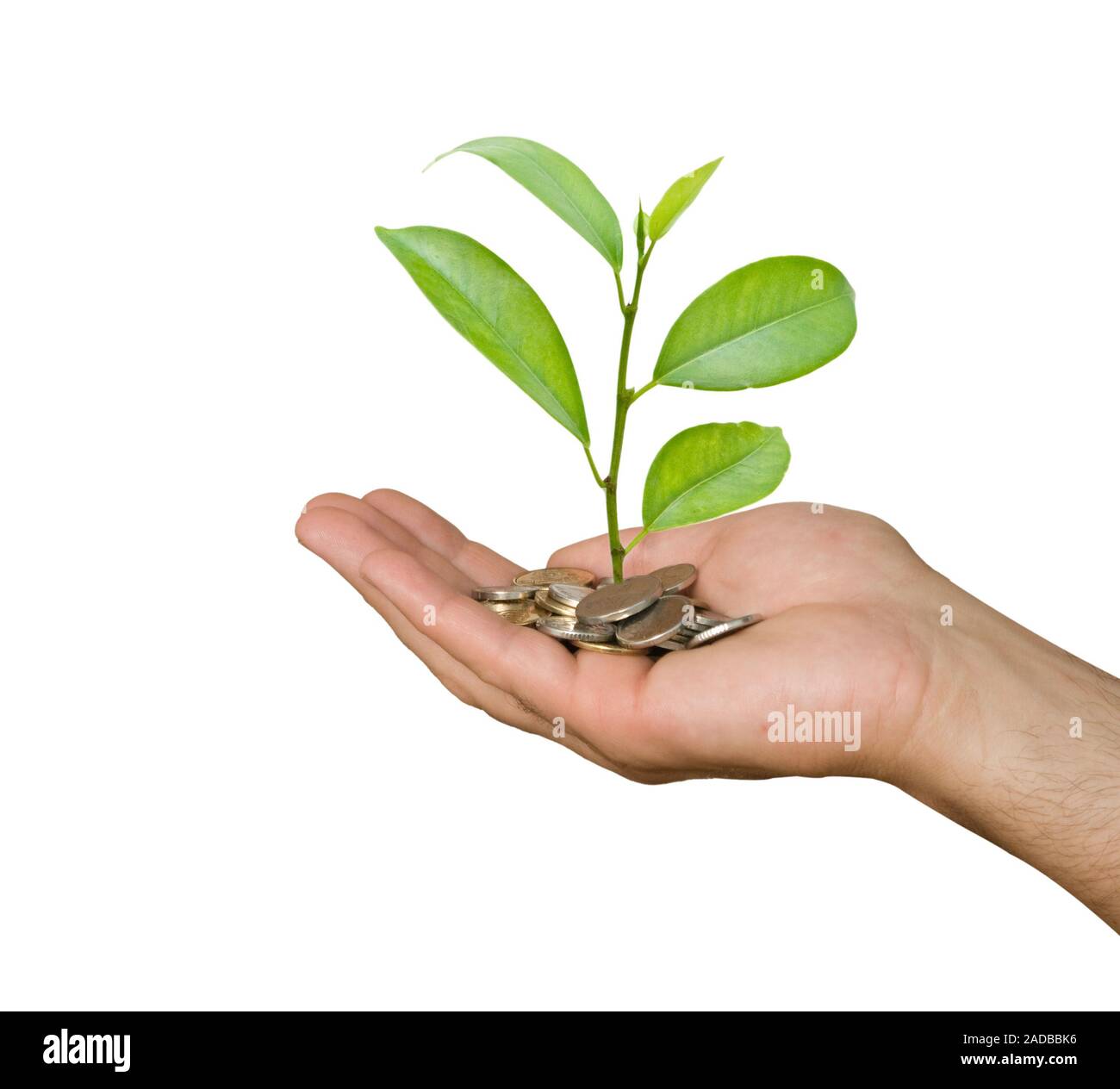 Coins money plant hand growing Cut Out Stock Images & Pictures - Alamy