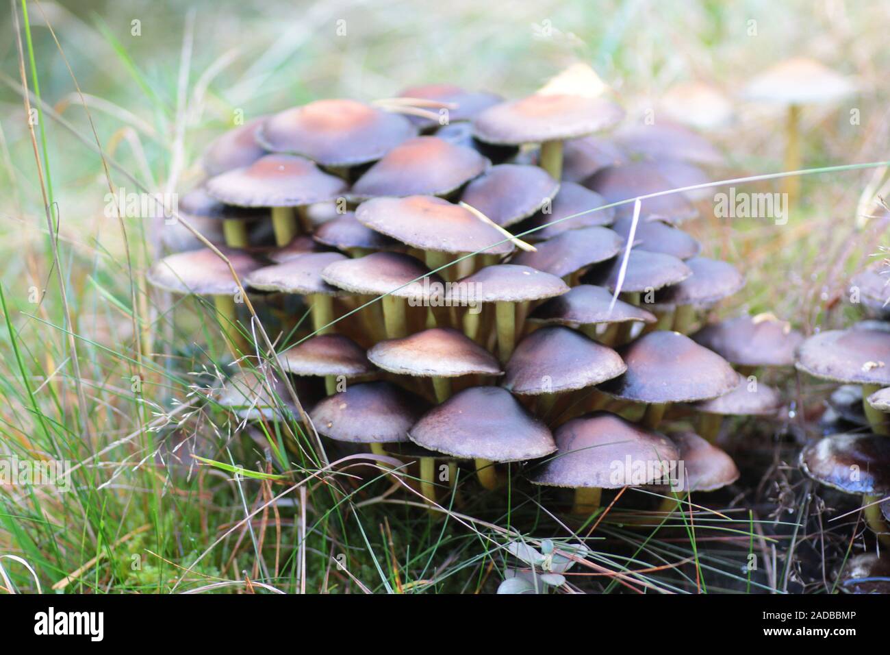 Leaved head hi-res stock photography and images - Alamy