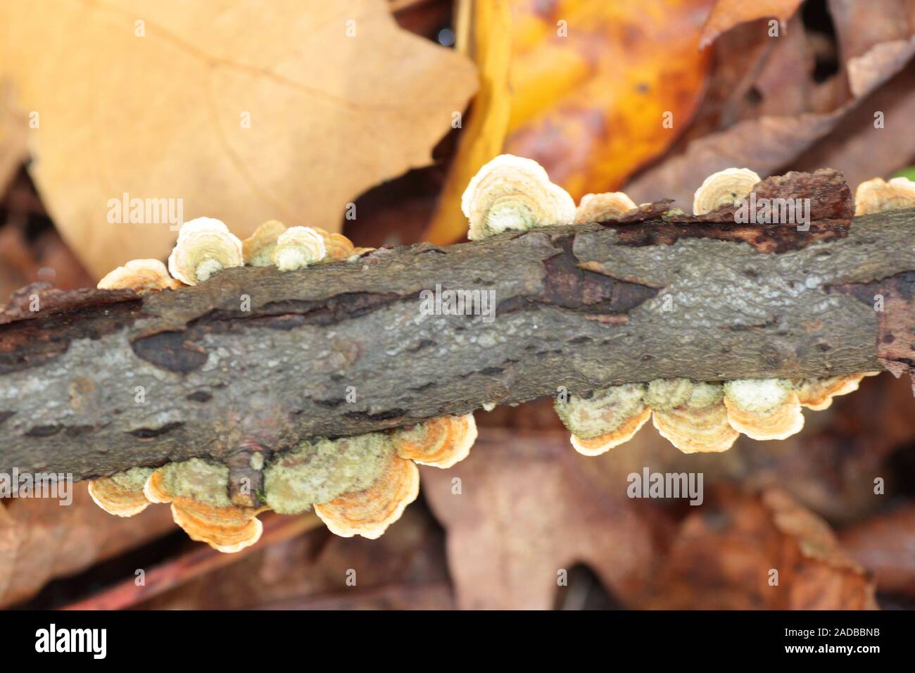 Tree sponge fungi hi-res stock photography and images - Alamy