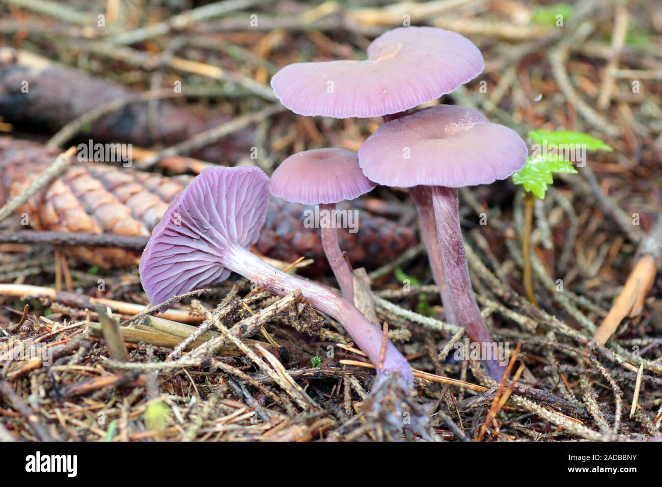 Violet Lacquer Funnelling Stock Photo - Alamy