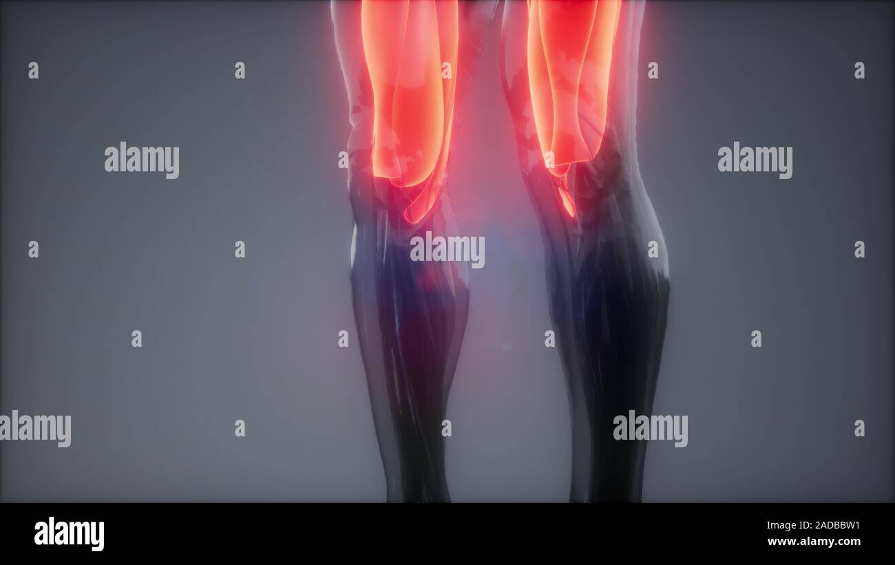 thigh muscles - Visible muscle anatomy map Stock Photo - Alamy
