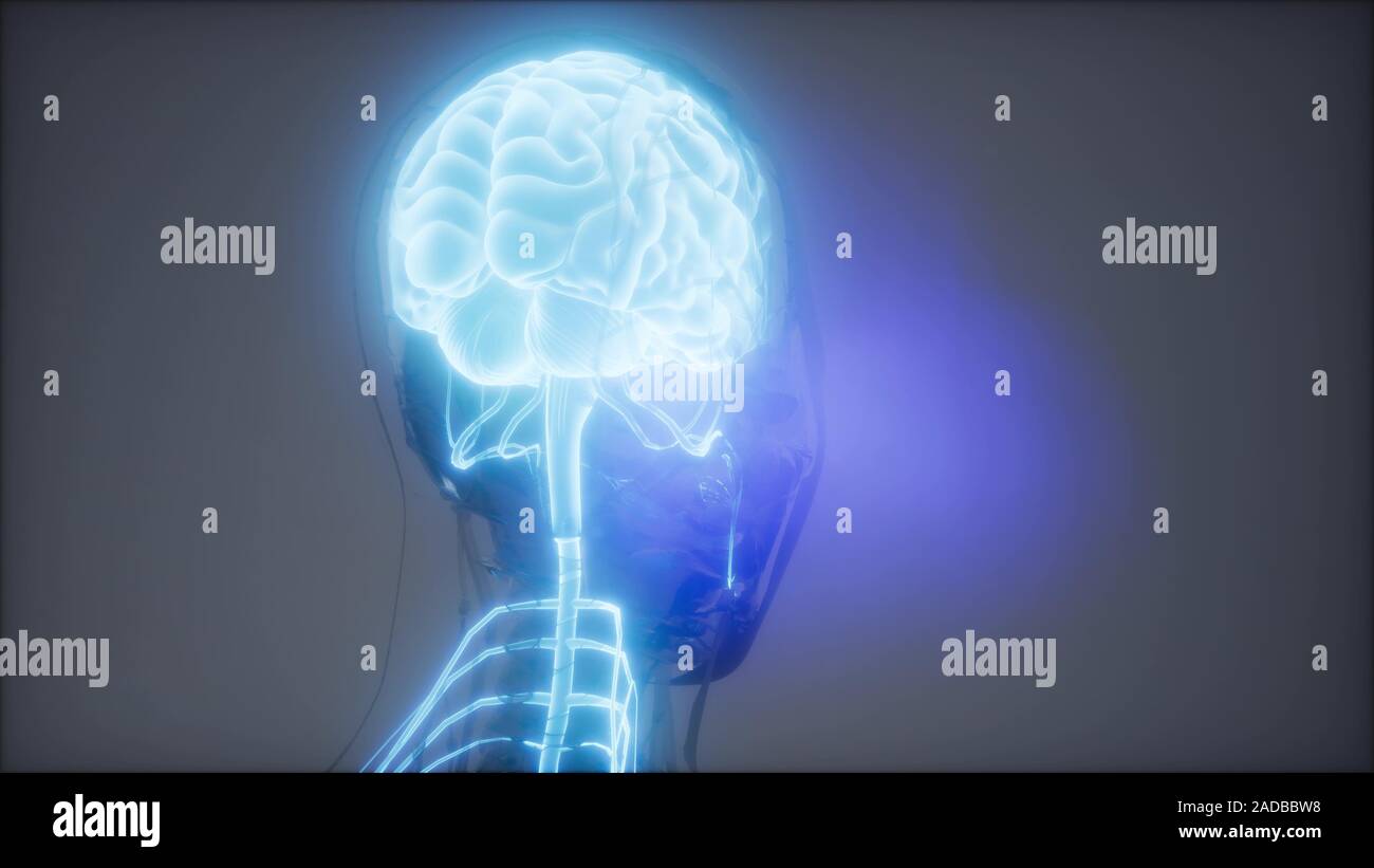 Human Brain Radiology Exam Stock Photo - Alamy
