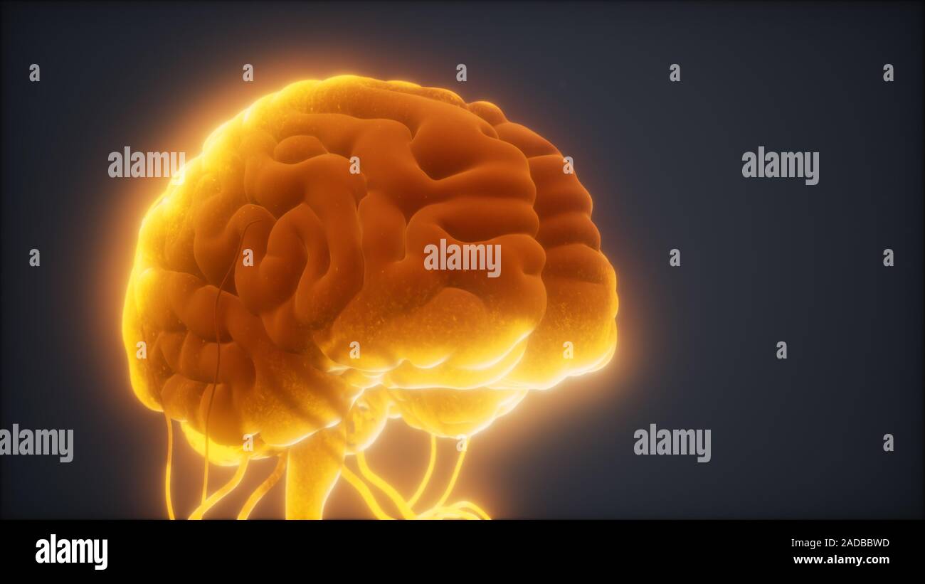 animated model of human brain Stock Photo - Alamy