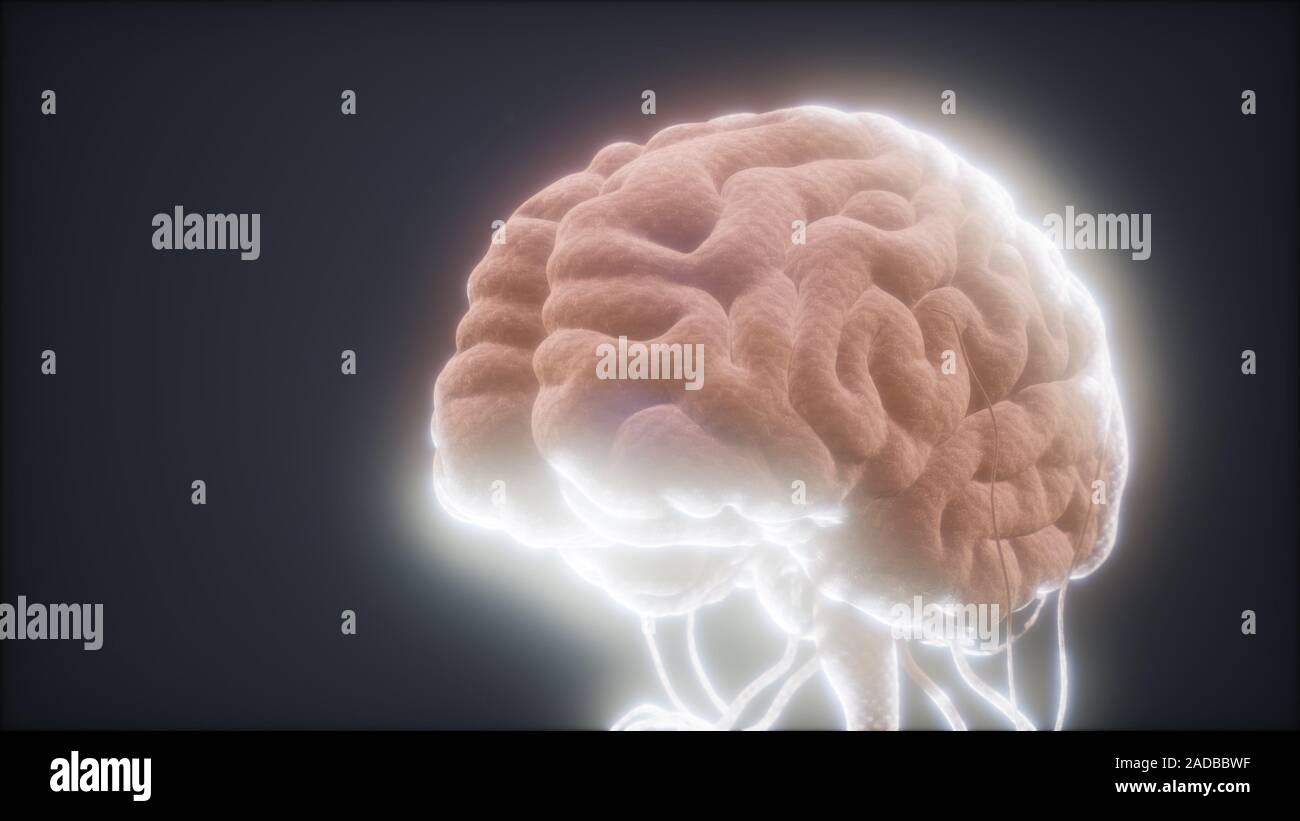 animated model of human brain Stock Photo - Alamy