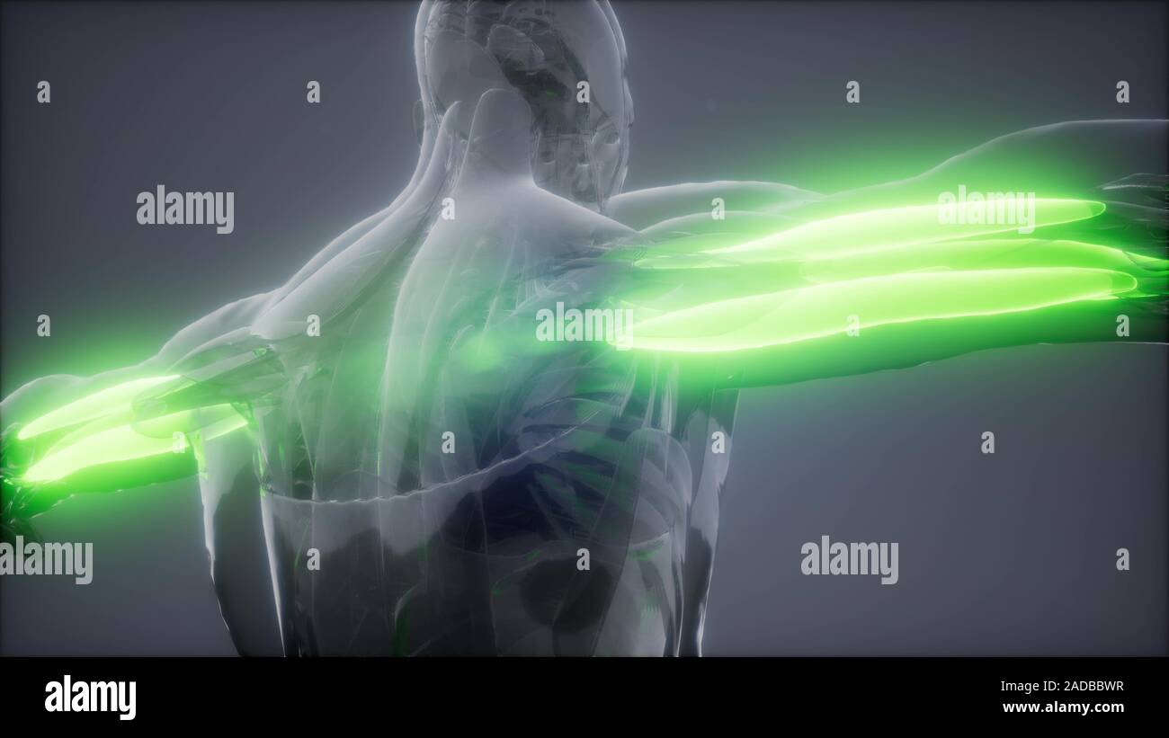 Muscle map bodybuilder hi-res stock photography and images - Alamy