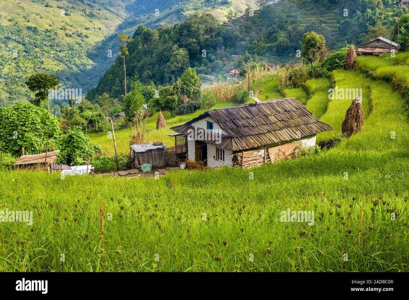 A farmers house, surrounded by green terrace fields planted with millet ...