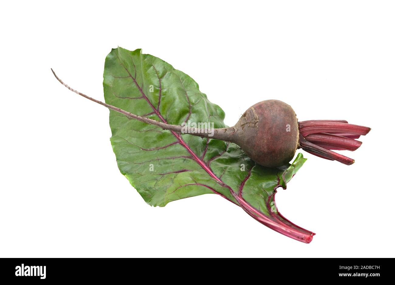 beetroot and its leaf isolated on white background Stock Photo - Alamy
