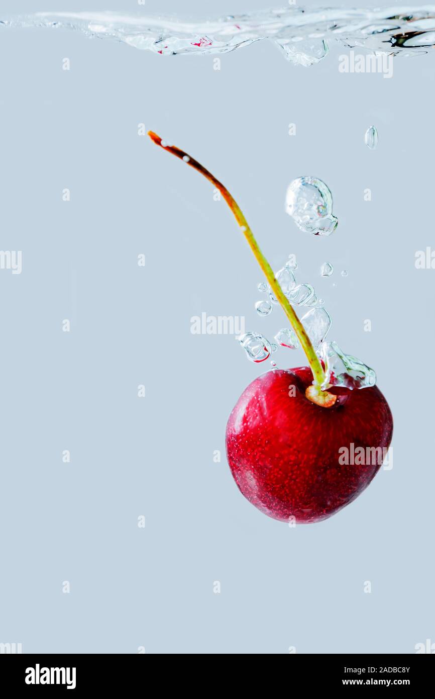 Studio shot of a falling sweet cherry (Latin: prunus avium) with stems ...