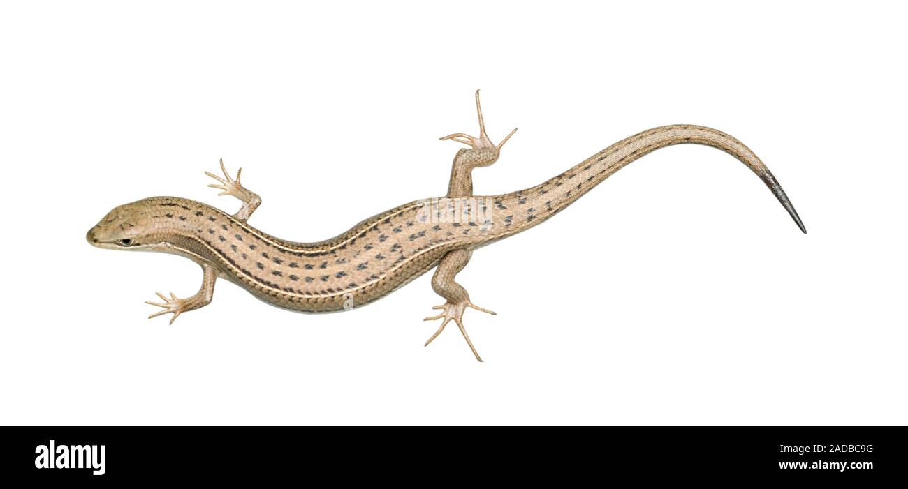 Skink lizard isolated on white background Stock Photo - Alamy