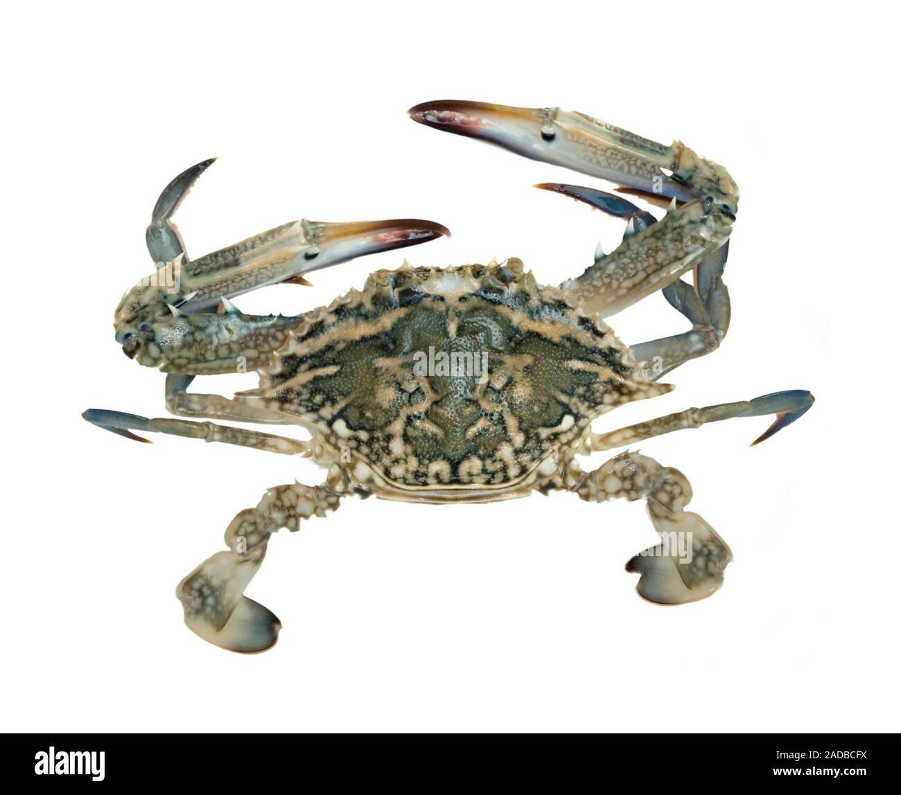 Blue swimmer crab hi-res stock photography and images - Alamy