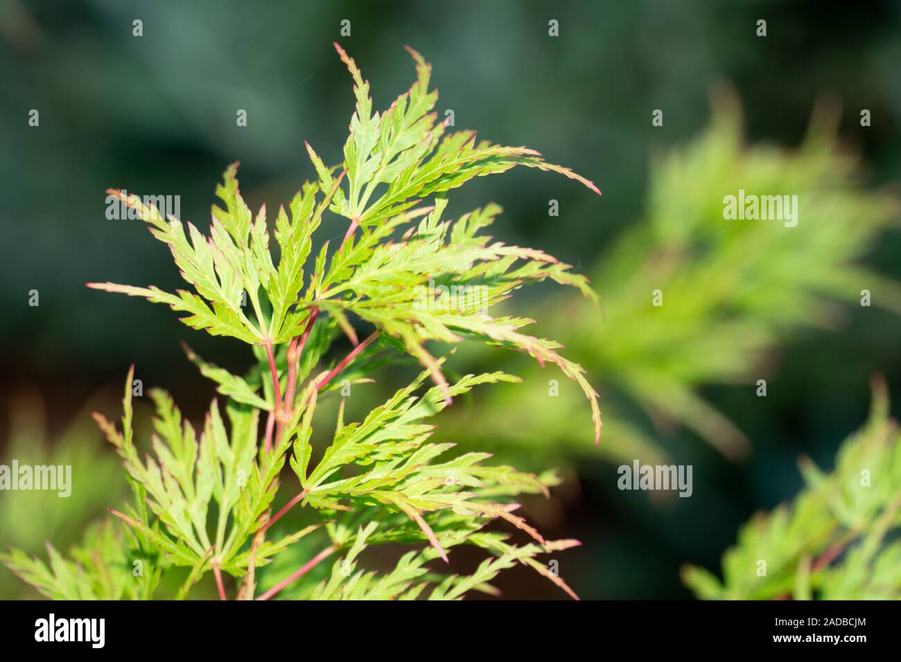 Japanese maple tree leafs new growth green Stock Photo - Alamy