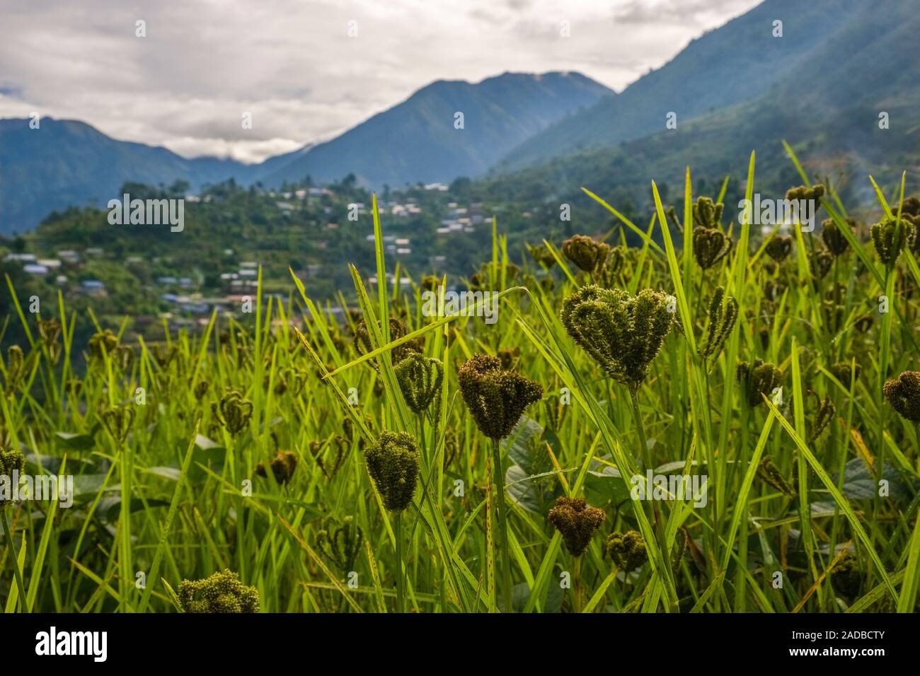 Terrace fields with millet ready to harvest, the houses of the village ...
