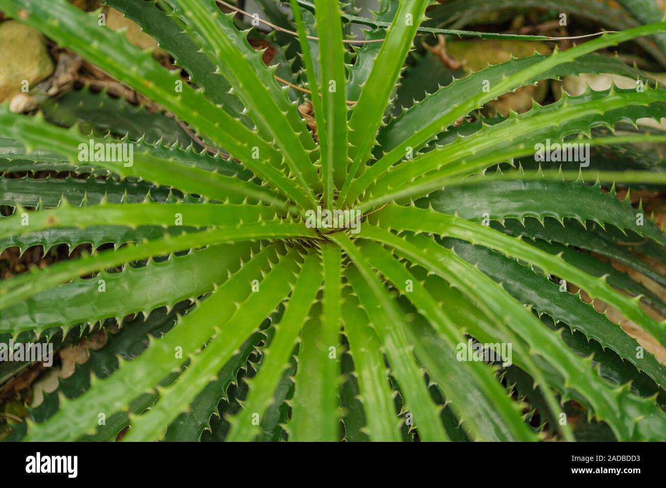 Agava tree hi-res stock photography and images - Alamy