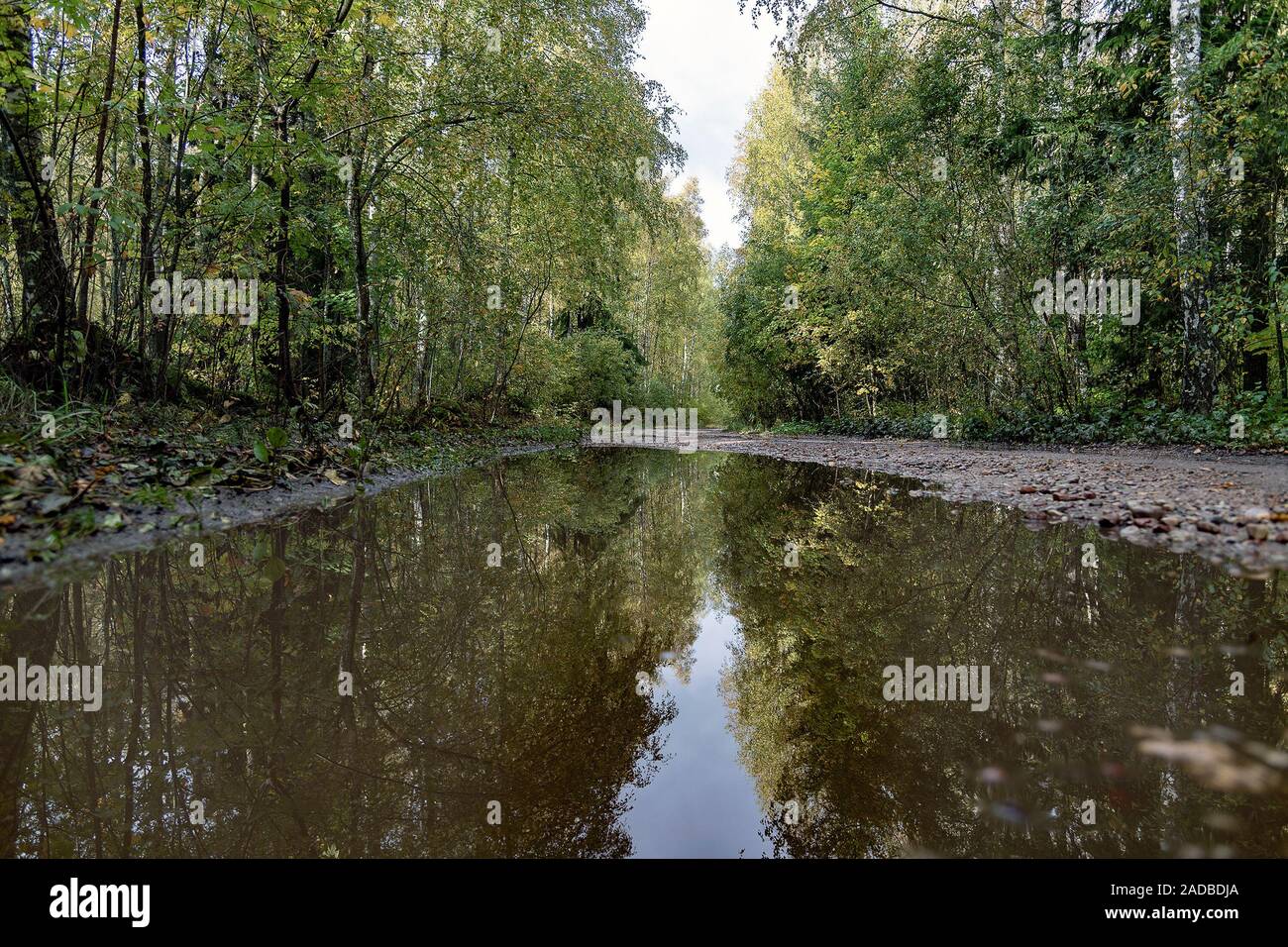 Big puddle in green forest Stock Photo - Alamy