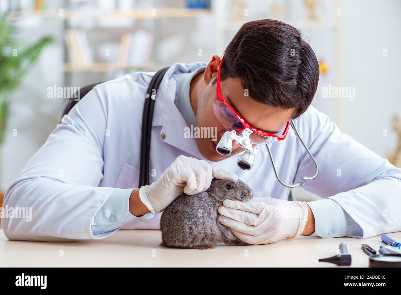 Scientist doing testing on animals rabbit Stock Photo - Alamy