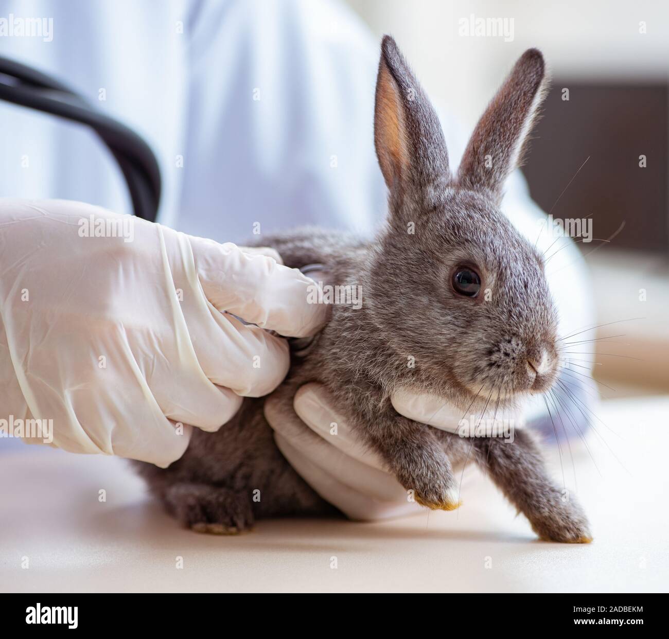 Vet doctor checking up rabbit in his clinic Stock Photo - Alamy