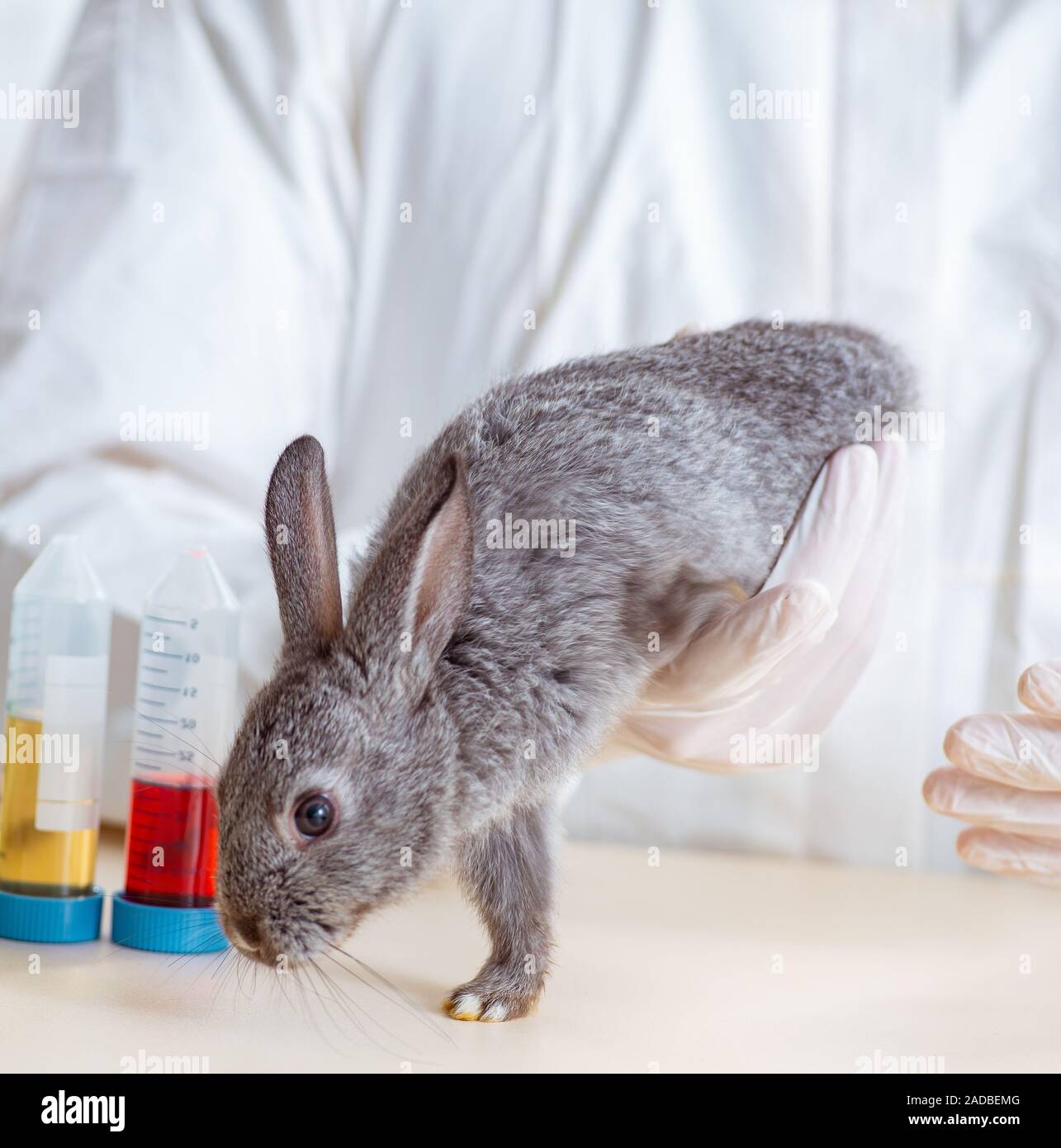 Scientist doing testing on animals rabbit Stock Photo - Alamy