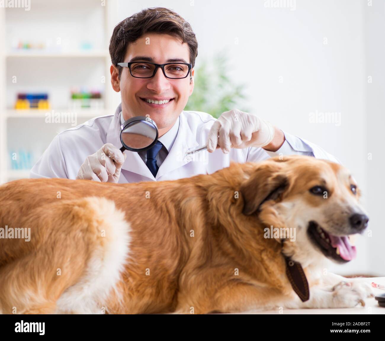 Doctor examining golden retriever dog in vet clinic Stock Photo - Alamy