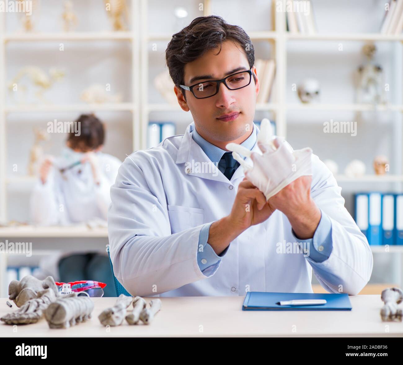 Lab anthropology skeleton hi-res stock photography and images - Alamy