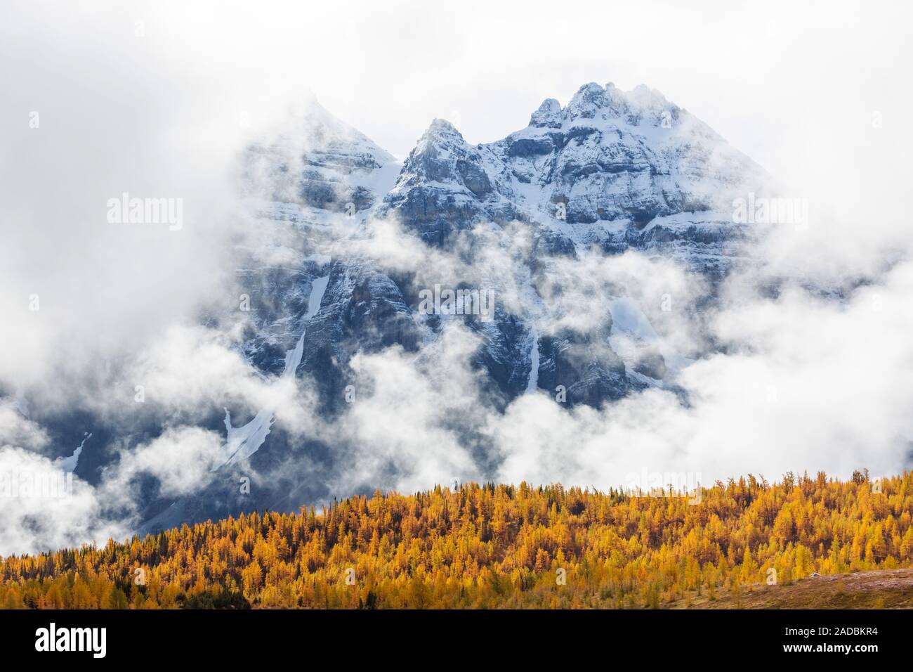 American larch hi-res stock photography and images - Alamy