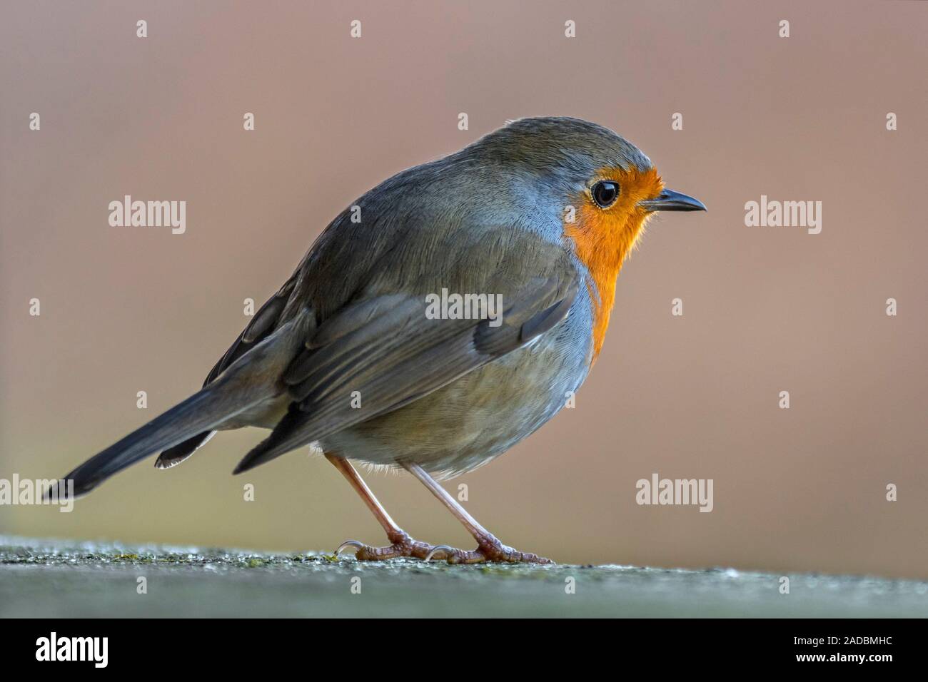 Scottish robin hi-res stock photography and images - Alamy