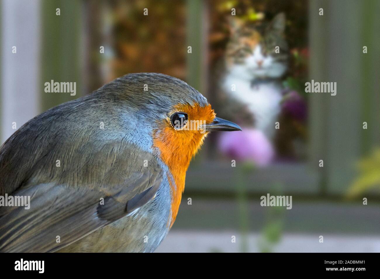 Domestic cat in house looking through window at European robin ...