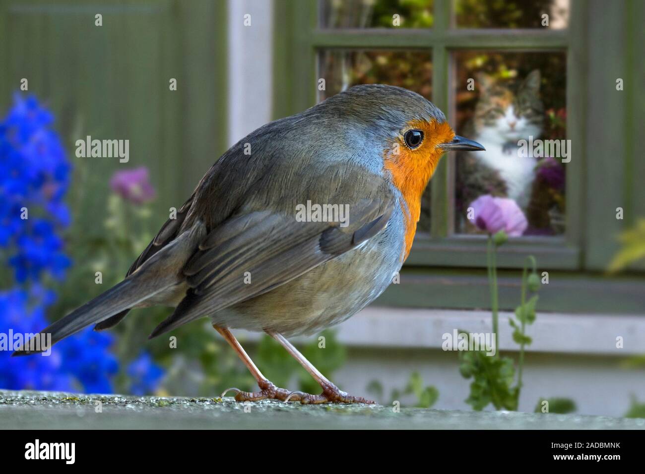 Domestic cat in house looking through window at European robin ...
