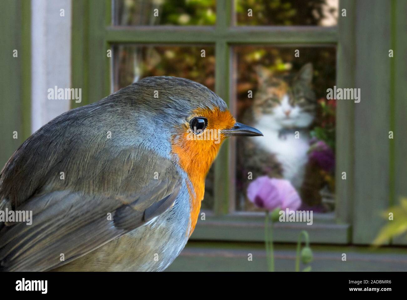 Domestic cat in house looking through window at European robin ...