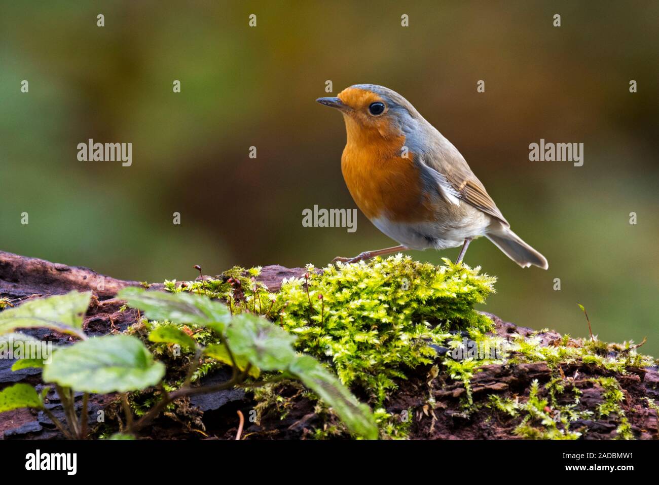 Robin birds hi-res stock photography and images - Alamy