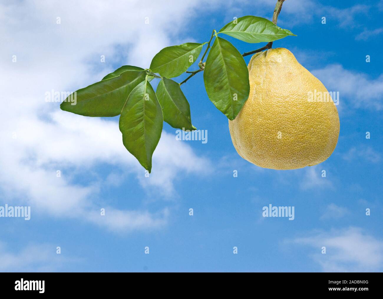 Pamela branch hi-res stock photography and images - Alamy