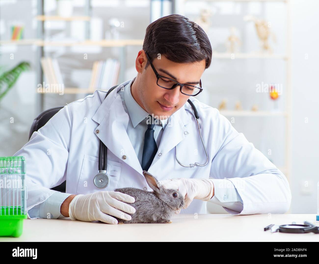 Vet doctor checking up rabbit in his clinic Stock Photo - Alamy