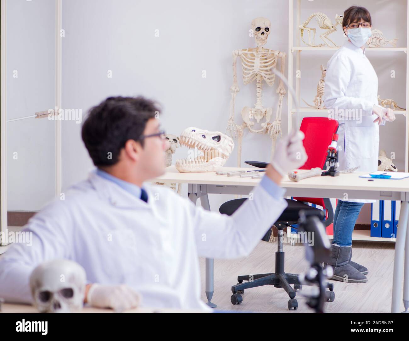 Professor studying human skeleton in lab Stock Photo - Alamy