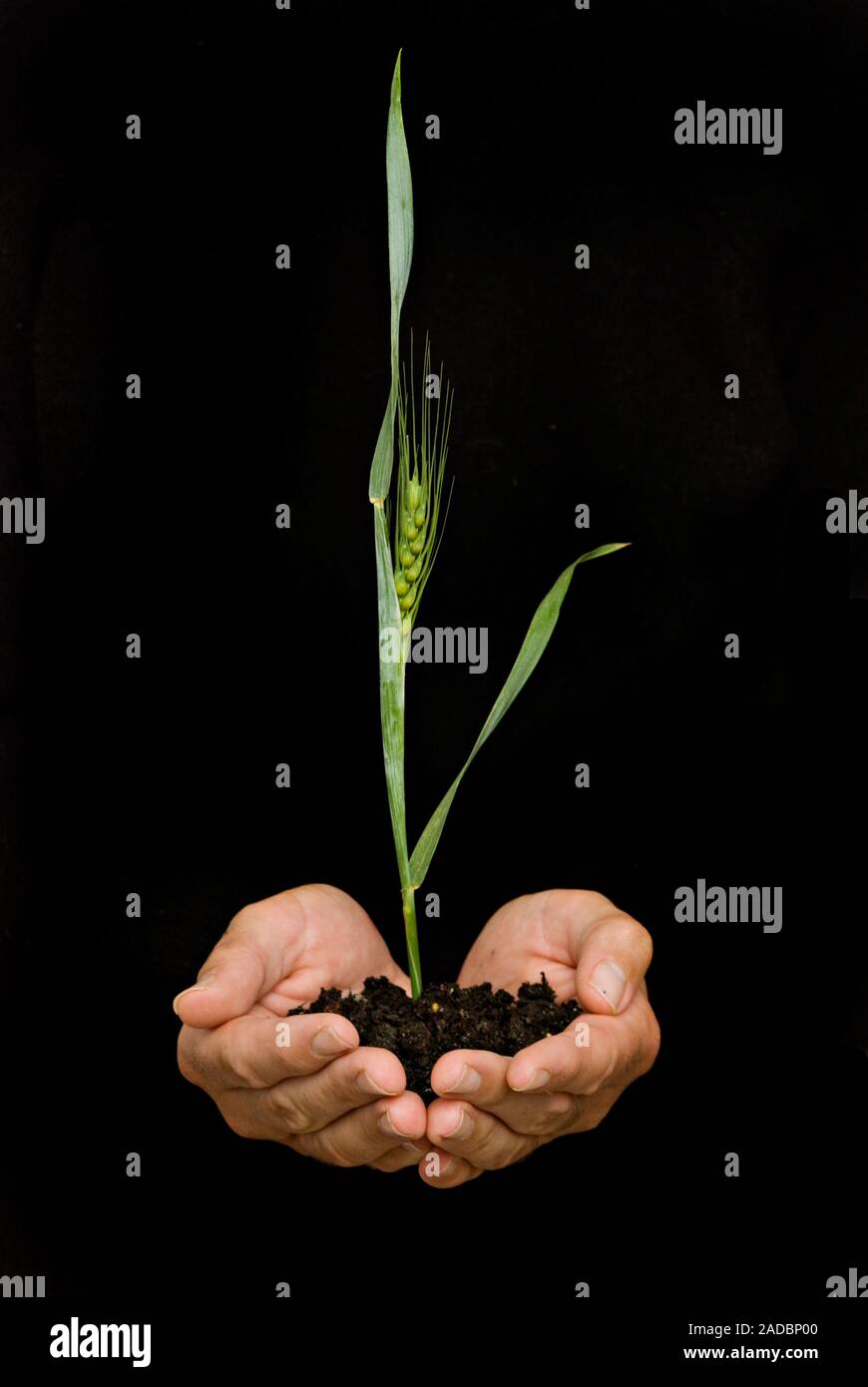 Farmer presenting wheat as a gift of agriculture Stock Photo - Alamy