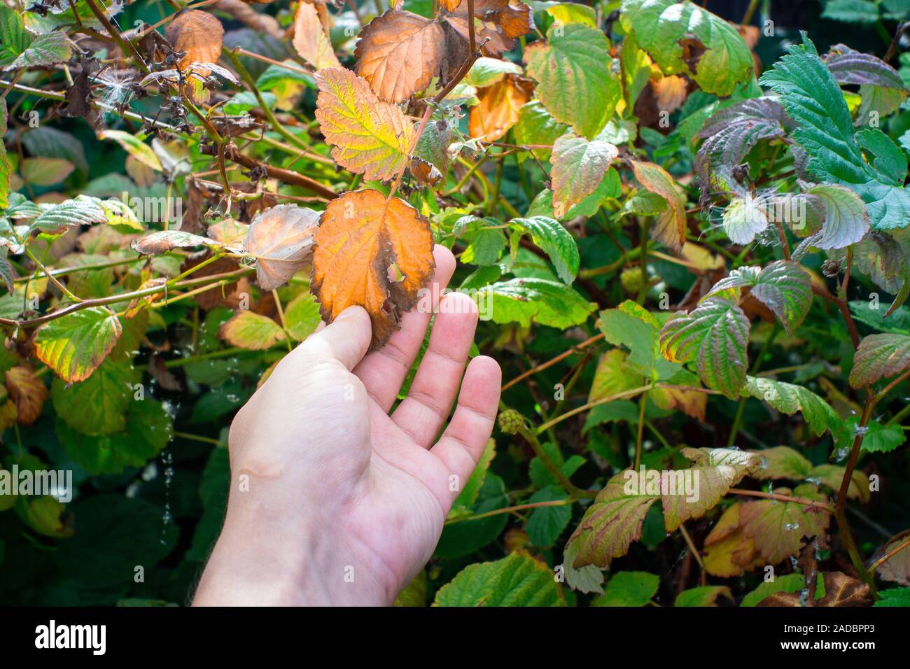 Chlorotic blotches of Raspberry virus. Yellows disease symptoms in ...