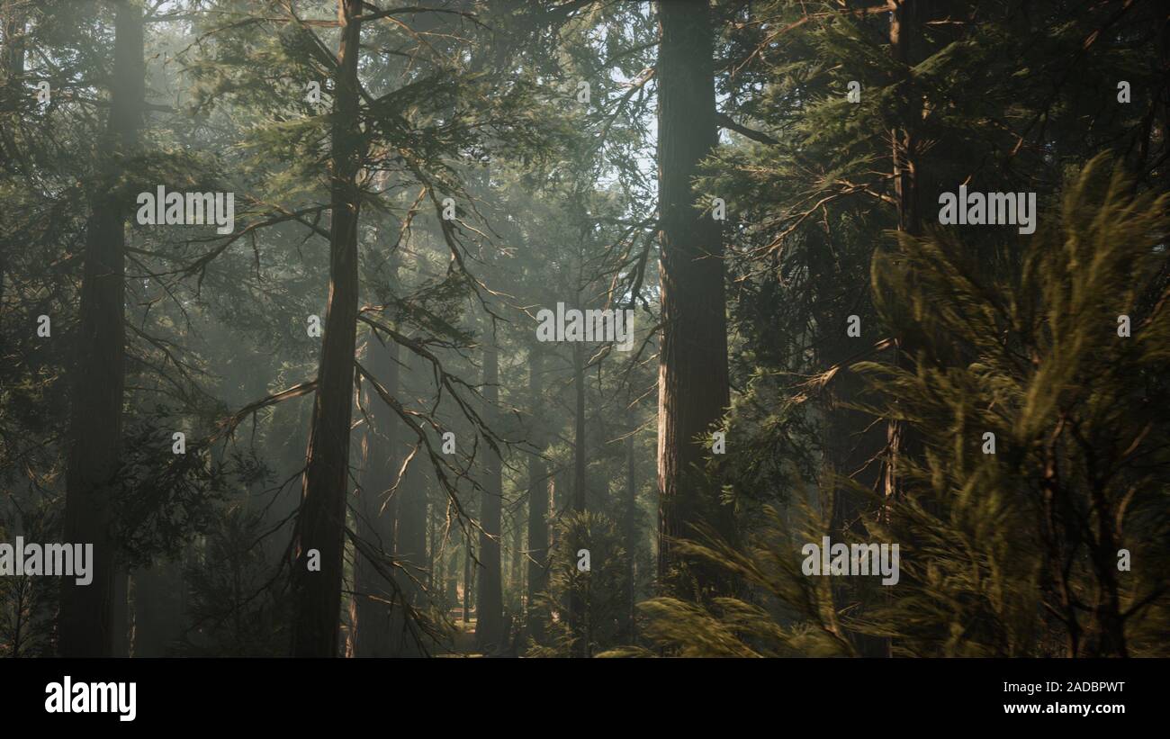 Sequoia National Park under the fog mist clouds Stock Photo - Alamy