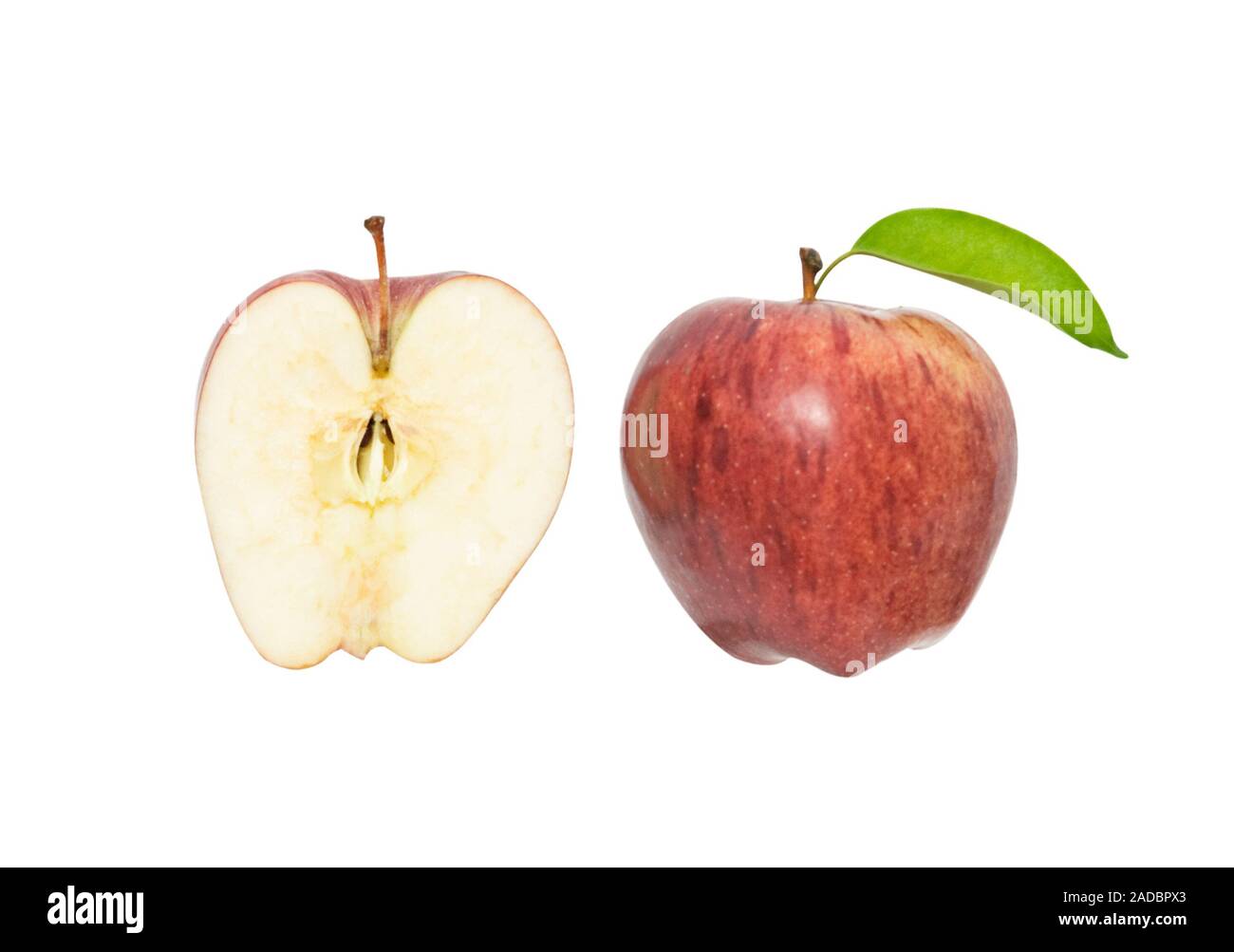 apple and its cross-section isolated on white background Stock Photo ...