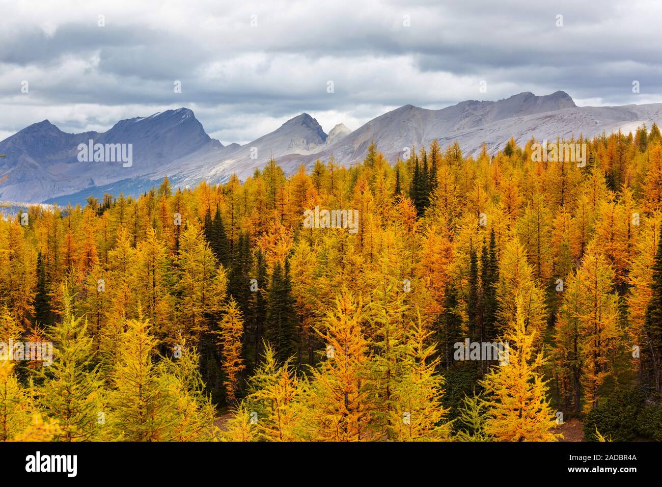 Autumn in Canada Stock Photo - Alamy