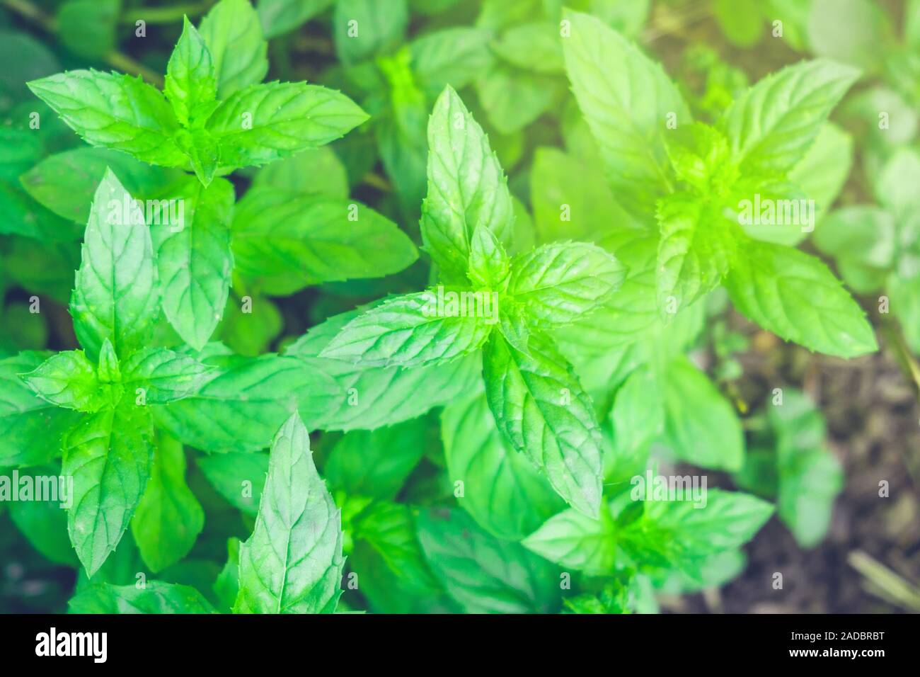 Closeup peppermint plants growing hi-res stock photography and images ...