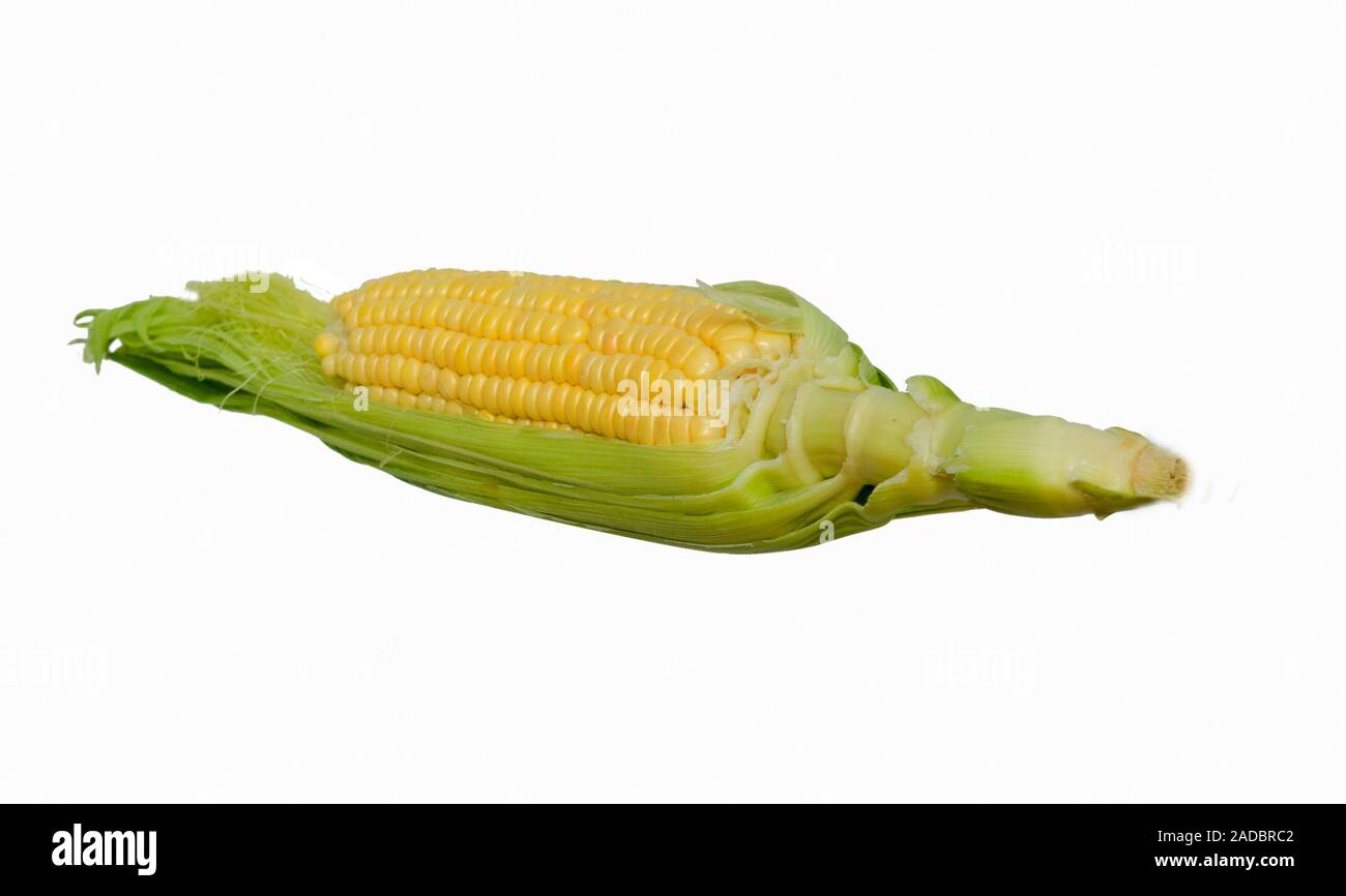 Corn ear isolated on white background Stock Photo - Alamy