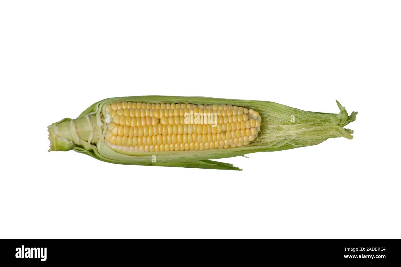Corn ear isolated on white background Stock Photo - Alamy