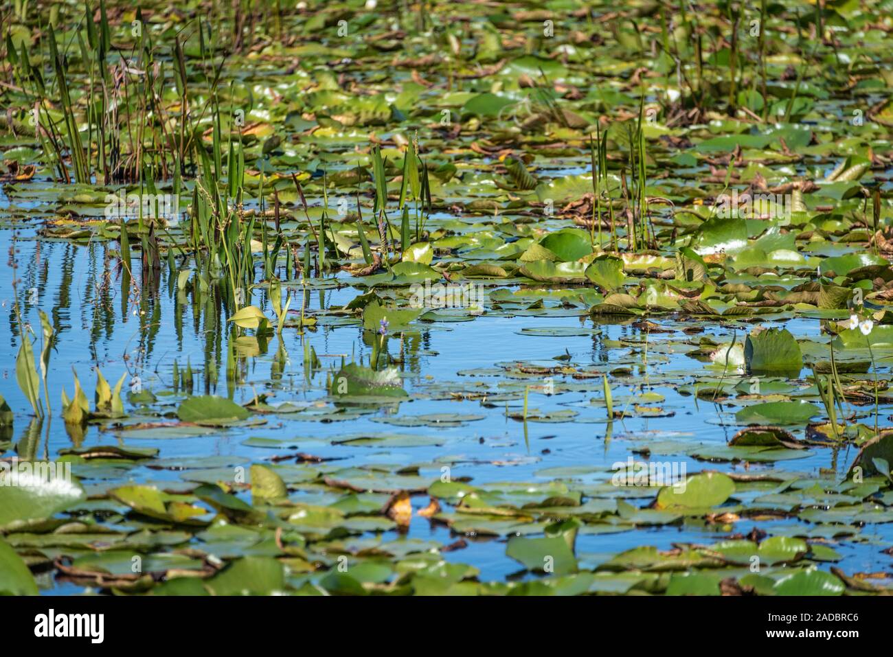 Lily water pads hi-res stock photography and images - Alamy