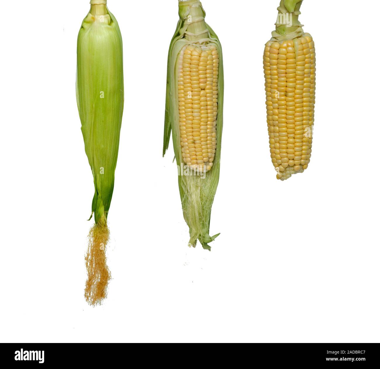 Three corn-cobs isolated on white background Stock Photo - Alamy