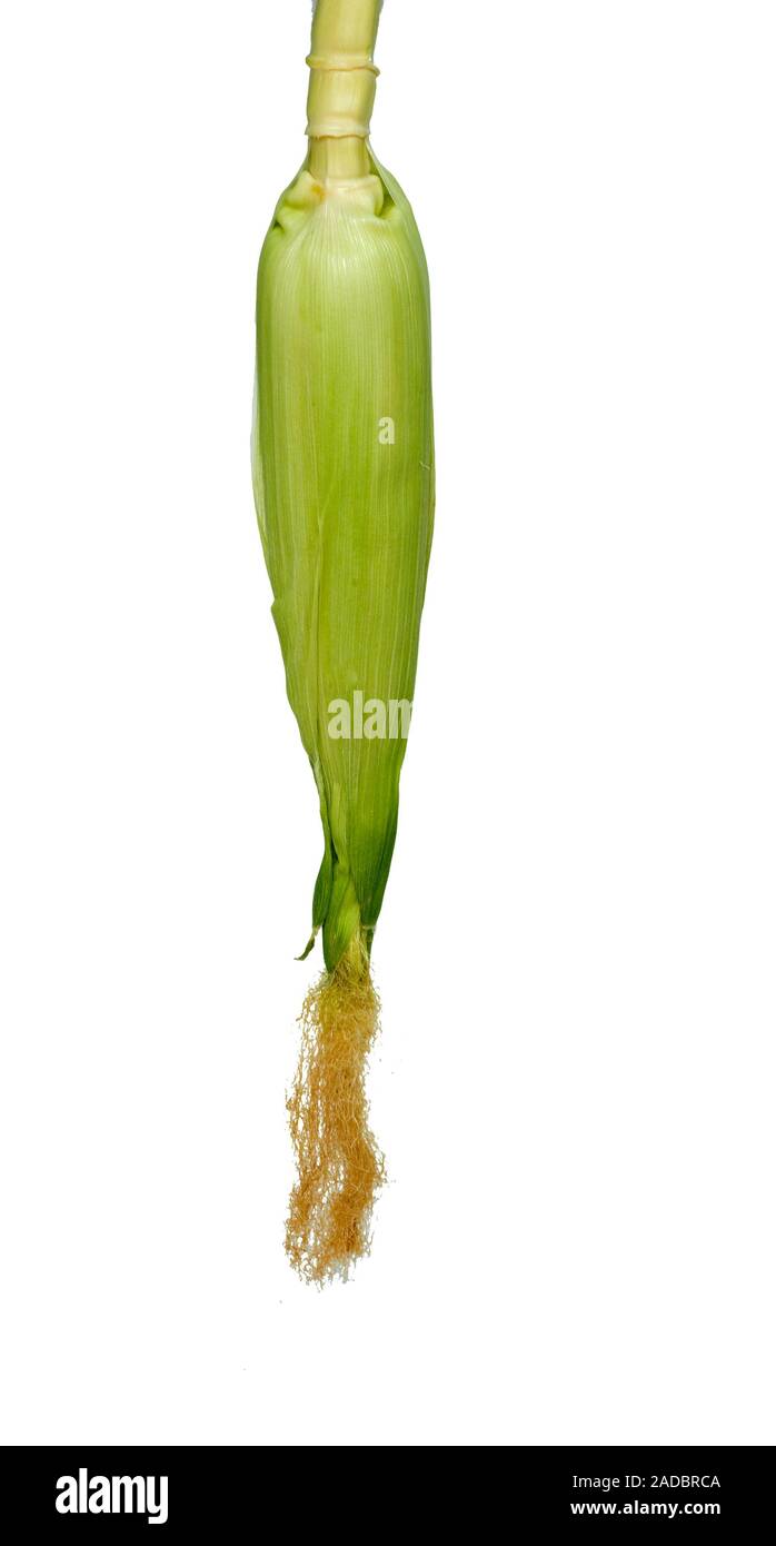 Corn ear isolated on white background Stock Photo - Alamy