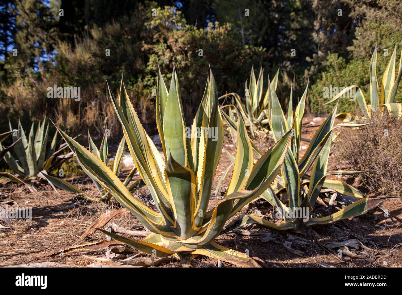 Agave americana variegata hi-res stock photography and images - Alamy