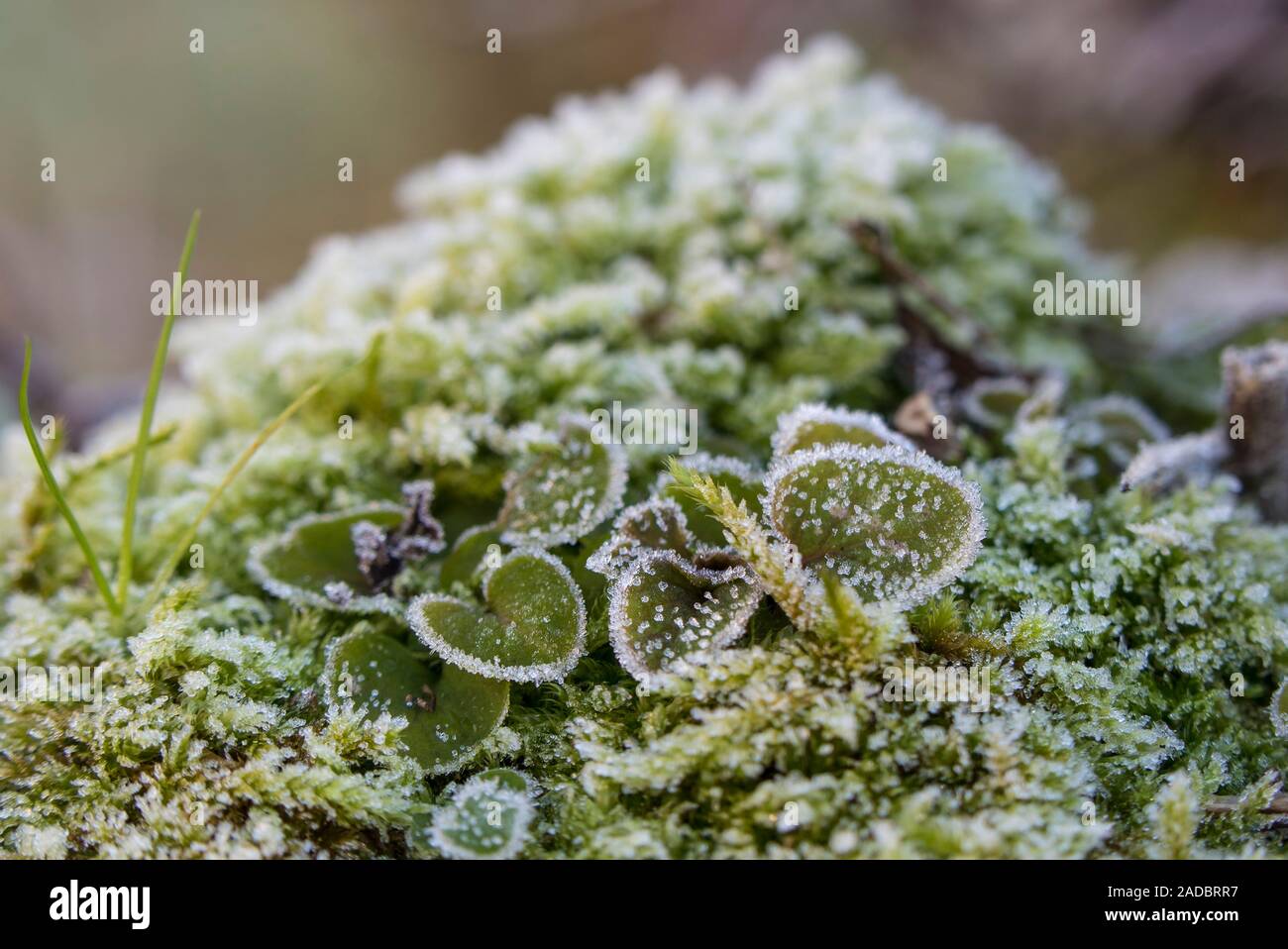 Frost Coated Leaves and Moss, UK Stock Photo - Alamy
