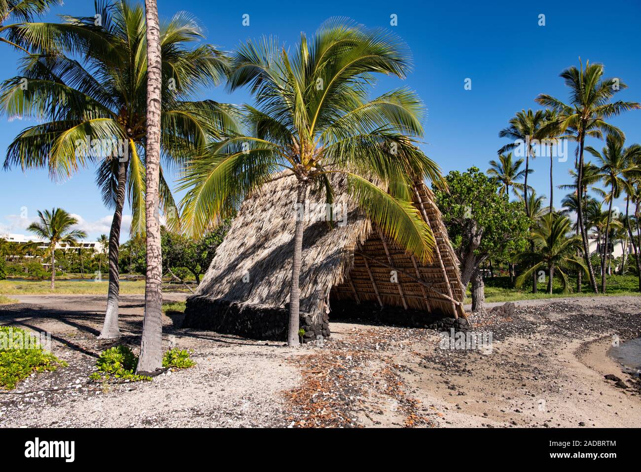 traditional thatched building built in between palm trees on the beach ...