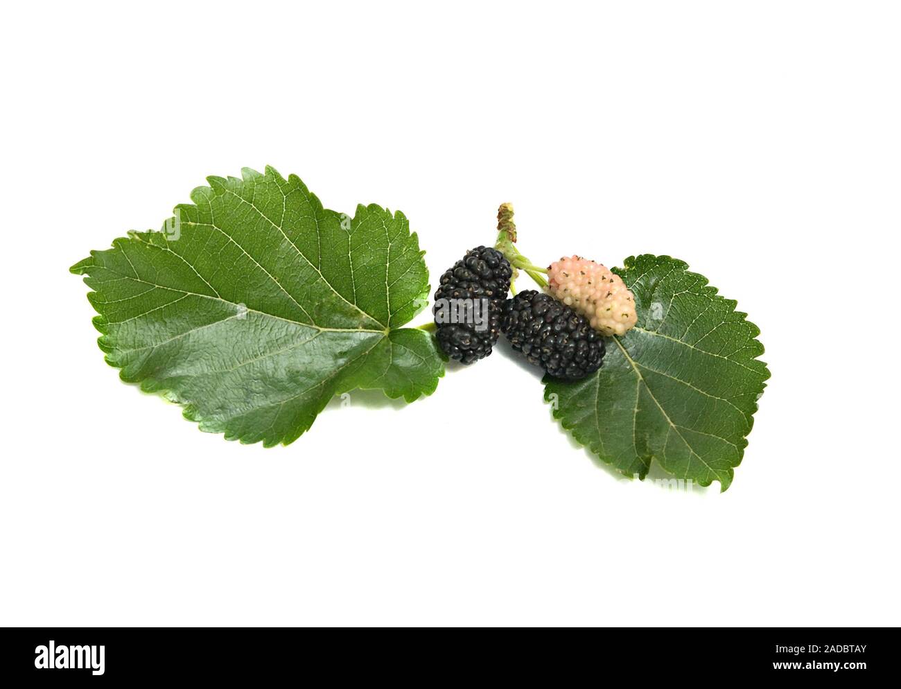 Black mulberries isolated on white background Stock Photo - Alamy