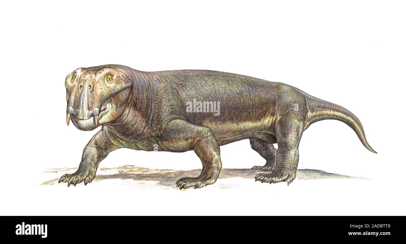 Lystrosaurus therapsid, illustration. Lystrosaurus was a herbivorous ...